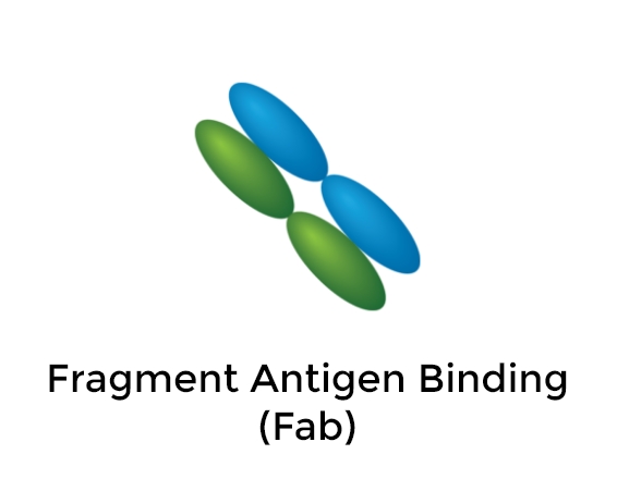 High-Quality Protein on Your Timeline