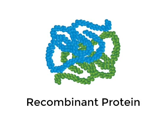 High-Quality Protein on Your Timeline