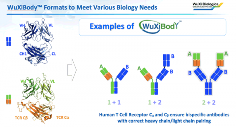 New Flexible Bispecific Antibody Format Demonstrates Improved ...