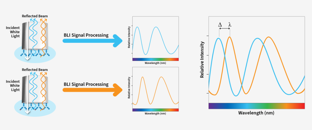 SPR & BLI Binding Assays Services | CRO Services
