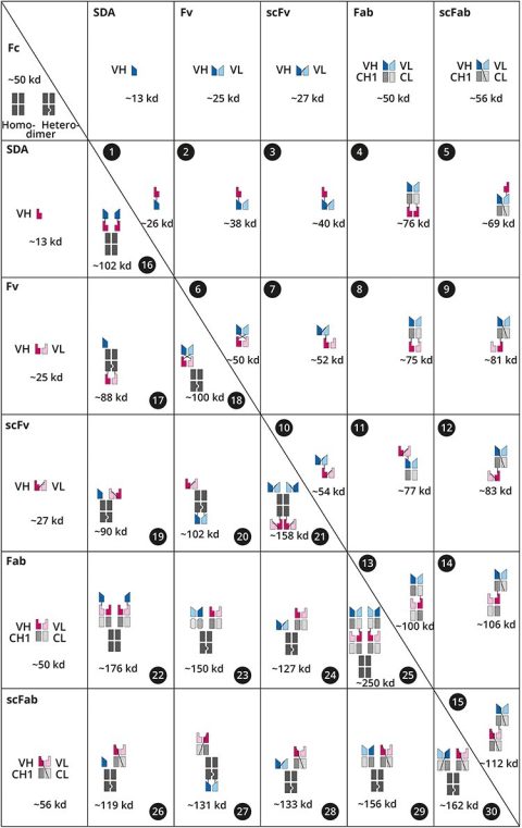 Bispecific & Multispecific Antibody Generation