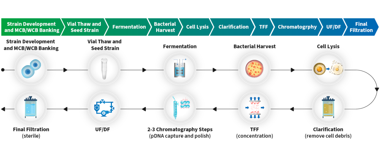 Services & Solutions – Microbial – Plasmid DNA