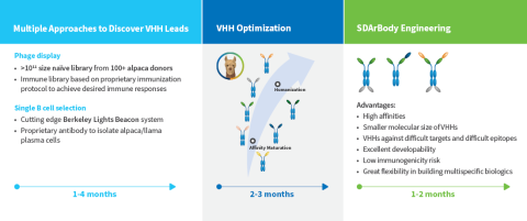Bispecific & Multispecific Antibody Generation