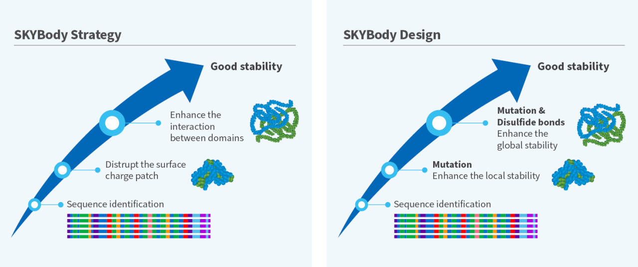 Bispecific & Multispecific Antibody Generation